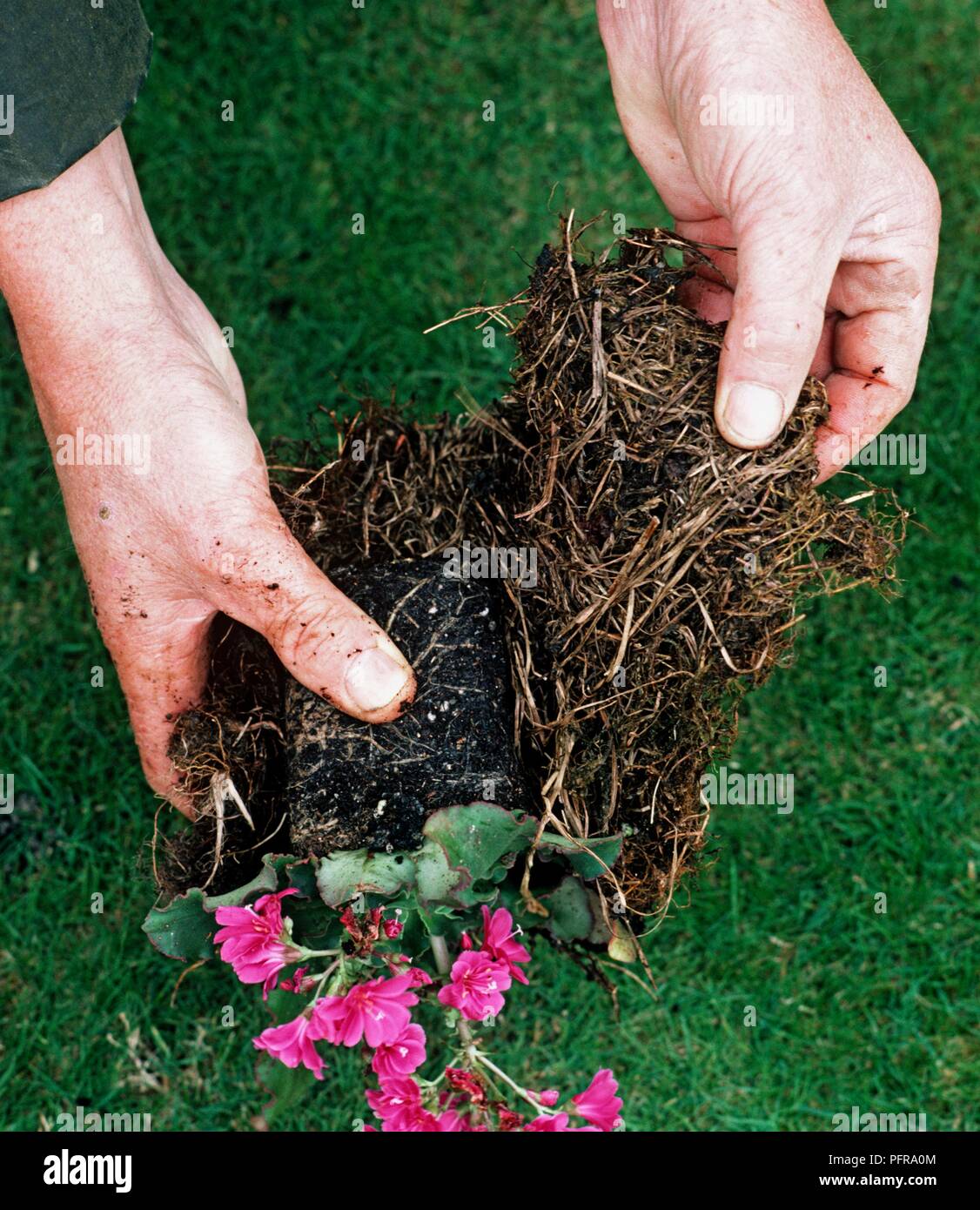 Dead root ball hi-res stock photography and images - Alamy