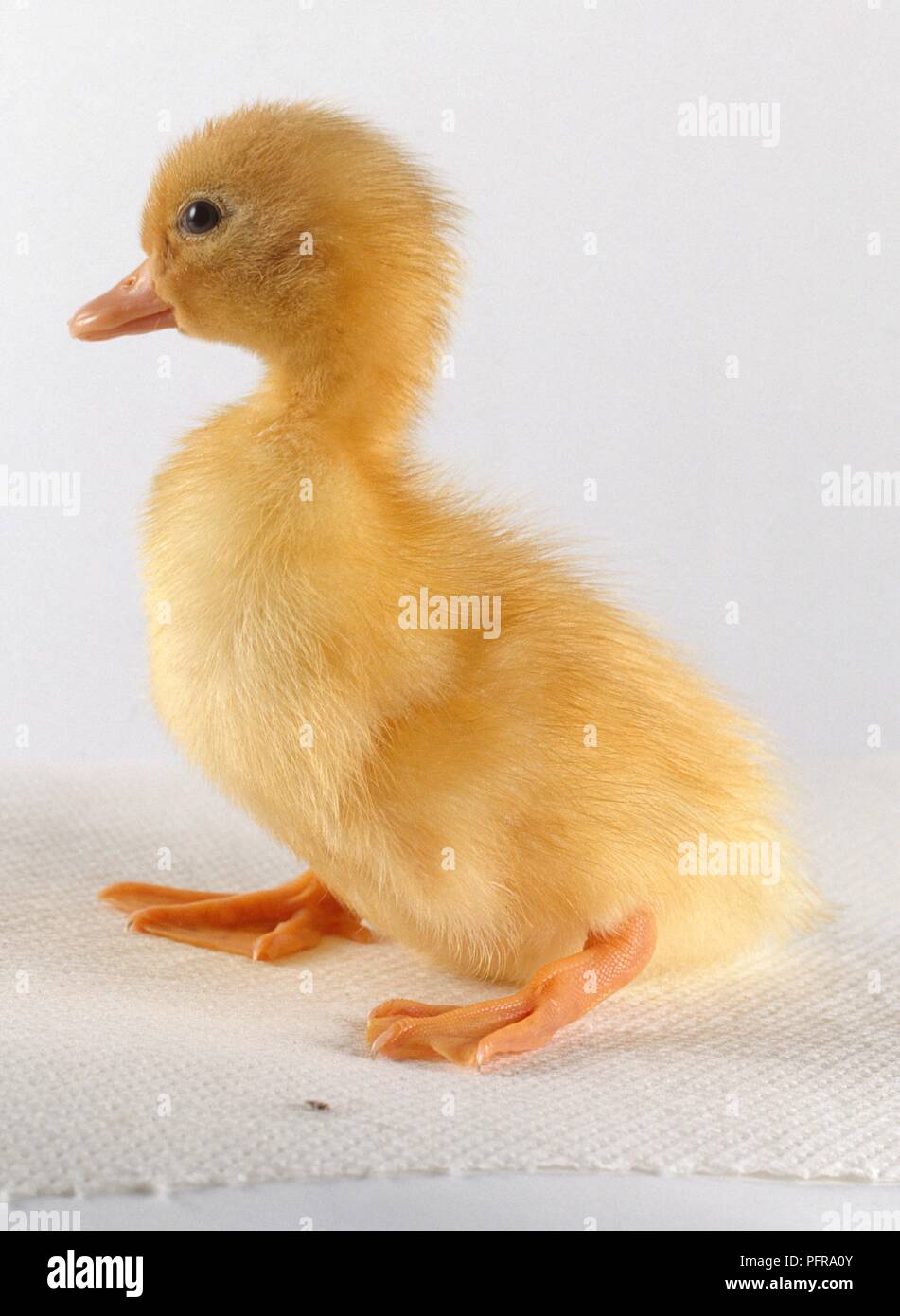 Yellow fluffy duckling, side view Stock Photo - Alamy