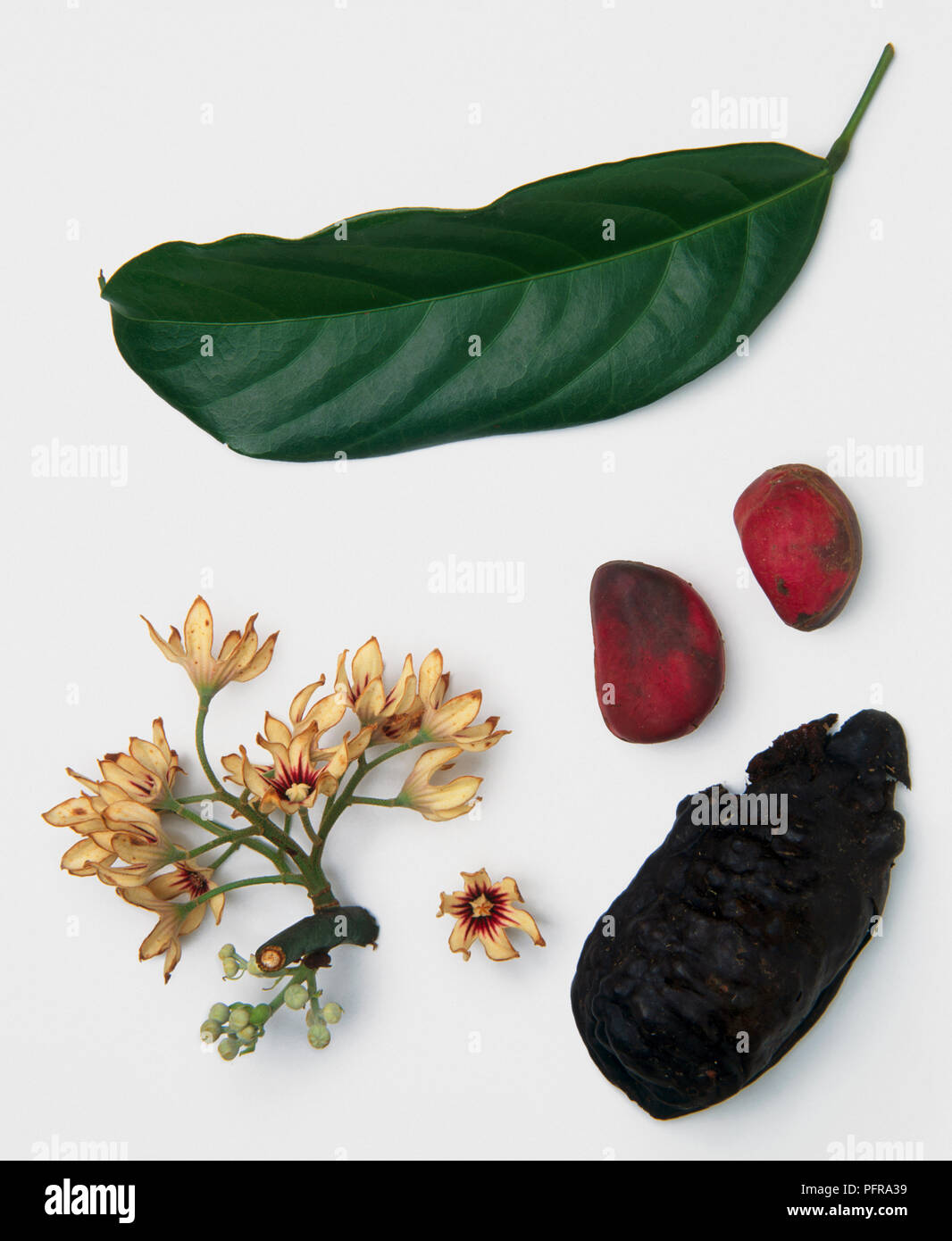 Green leaf, red seed, flowers and Cola (Kola Nut Stock Photo - Alamy