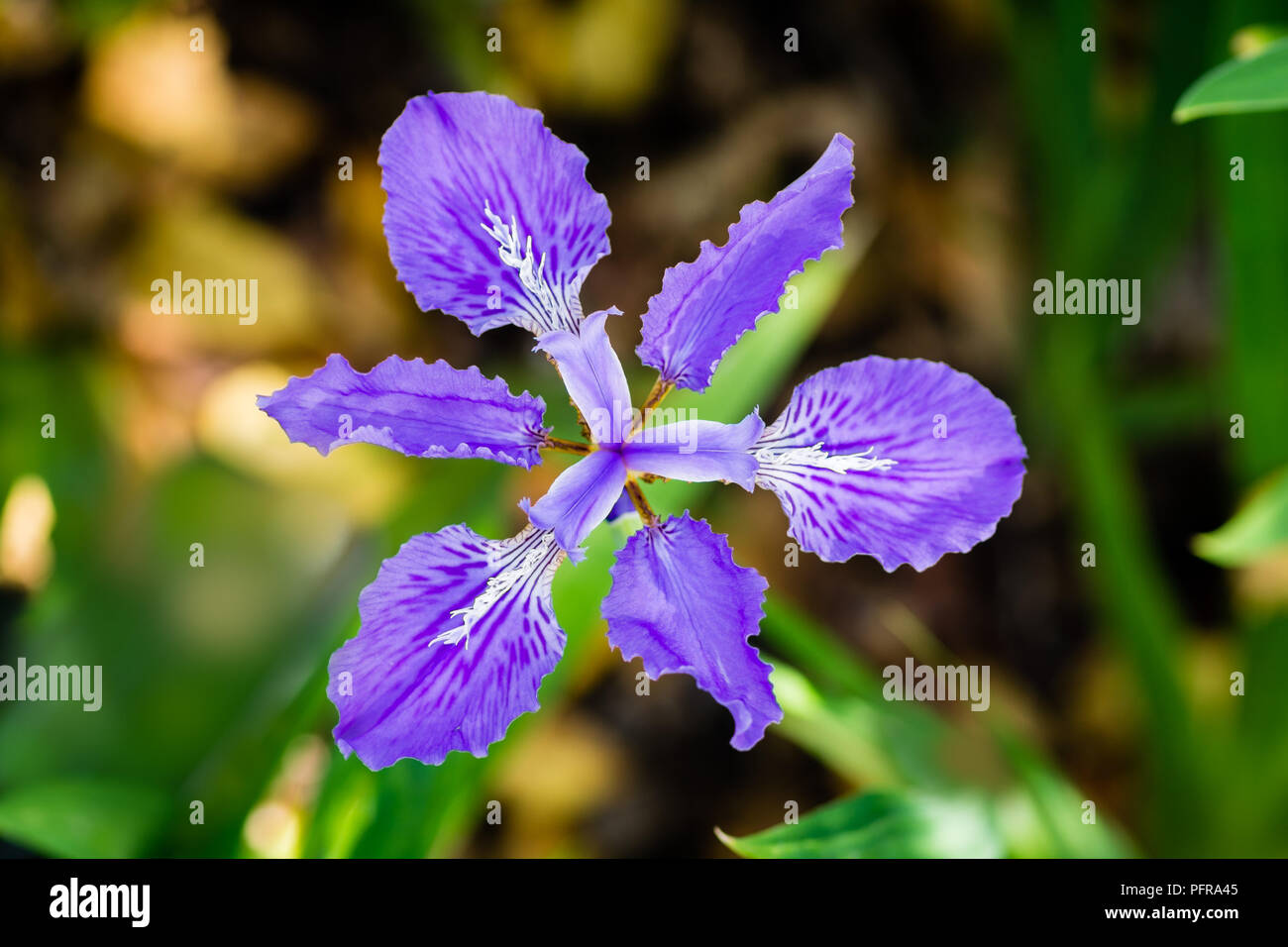 Isolated top view of a purple iris showing symmetry with stained glass ...