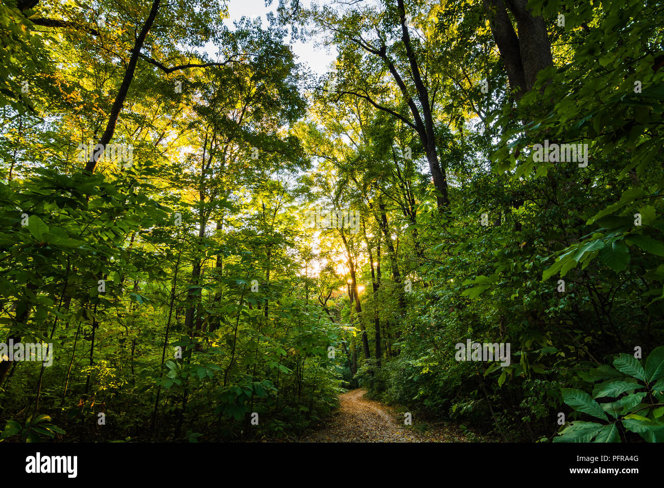Forest Hiking trail through thick green vegetation at sunset Stock ...