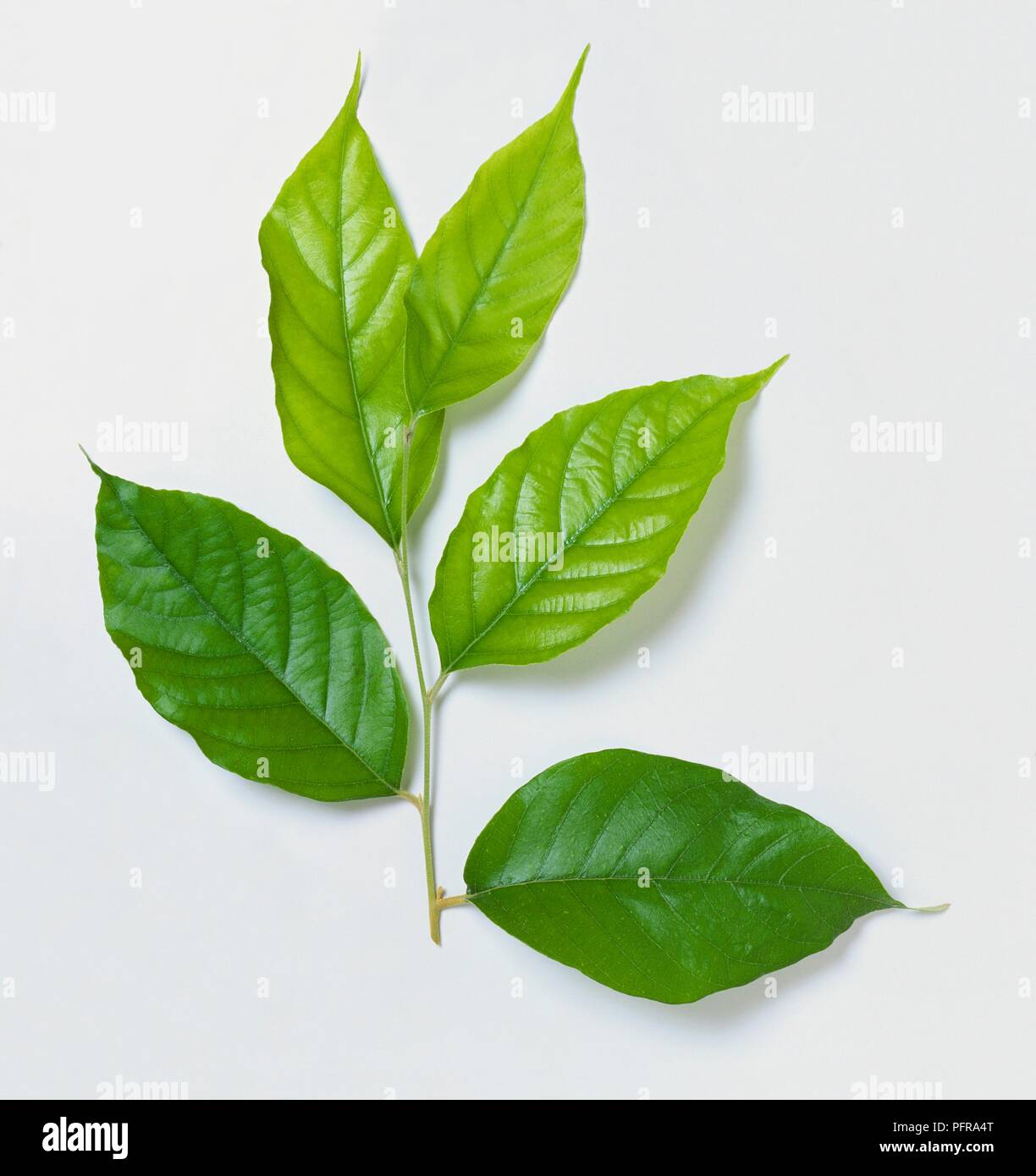 Benzoin tree hi-res stock photography and images - Alamy