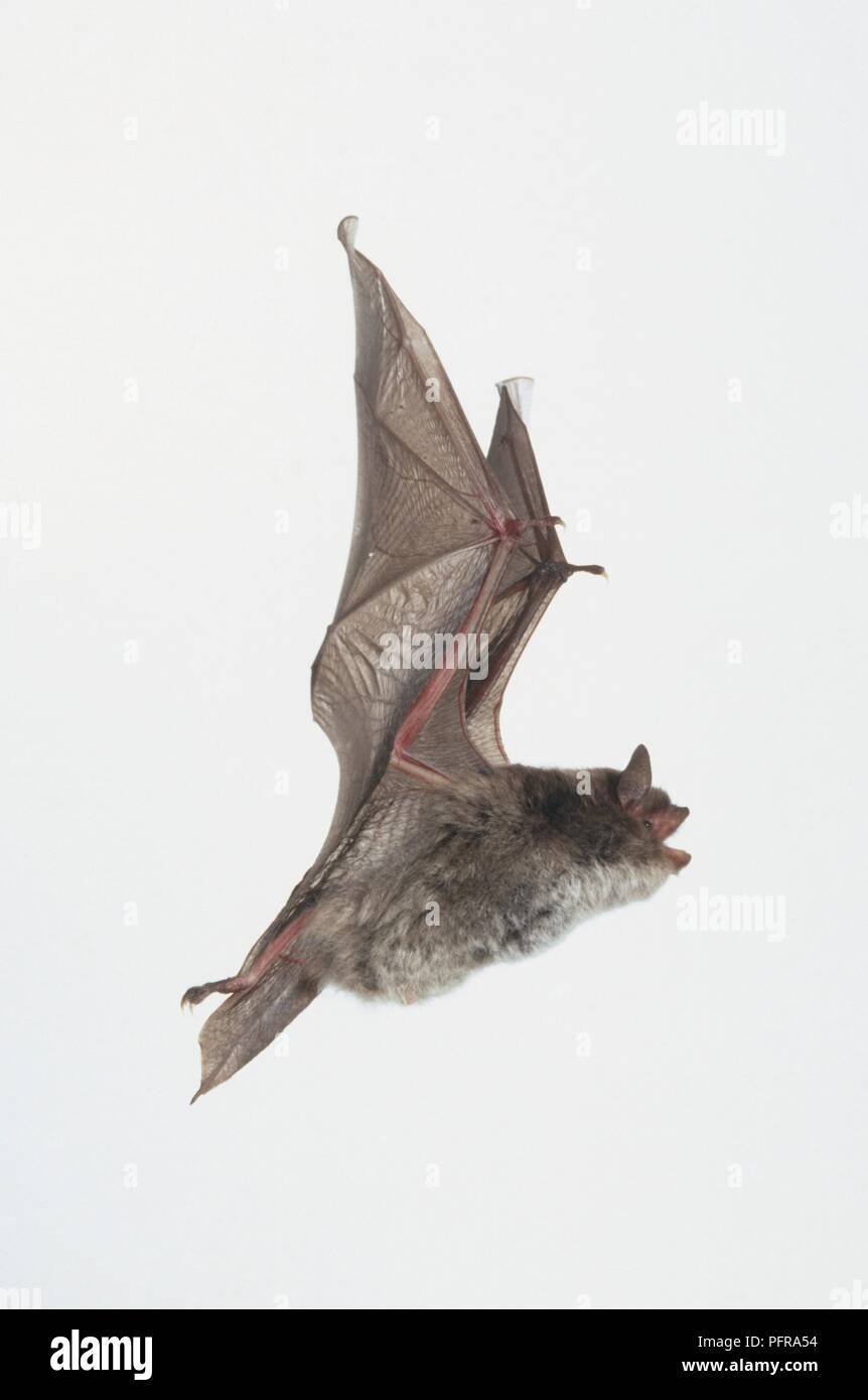 Bat Wings Side View
