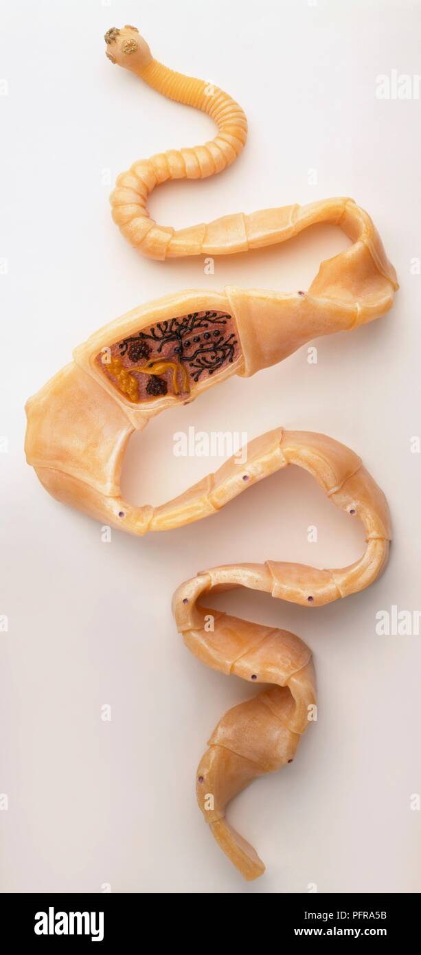 Model of tapeworm showing reproductive organs in cross section Stock ...