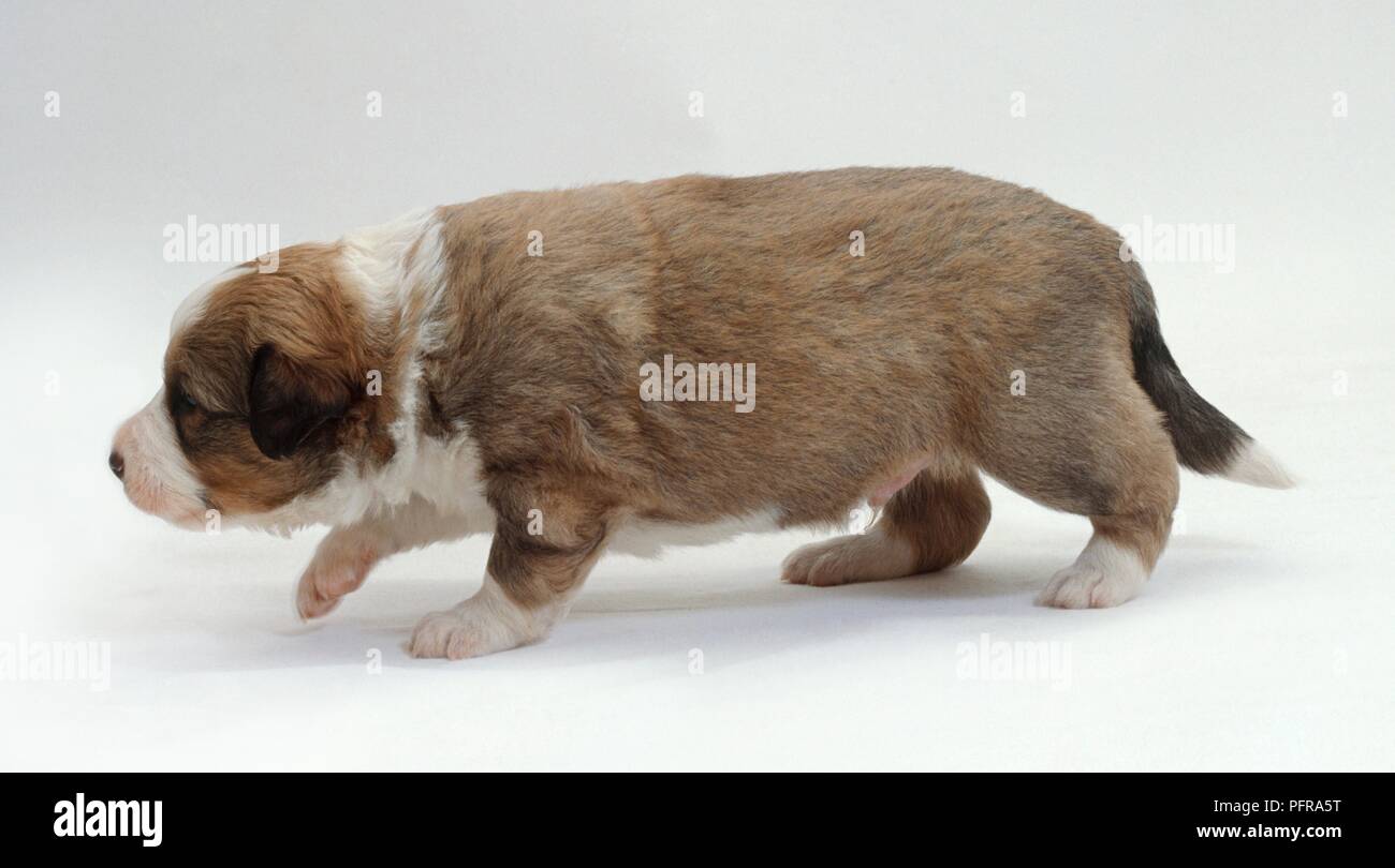 3-week-old puppy walking, side view Stock Photo - Alamy