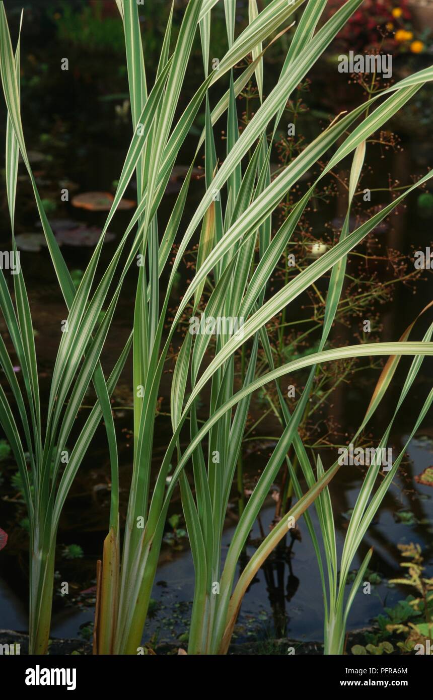 Typha latifolia 'Variegata' (Bulrush), variegated cultivar growing on ...