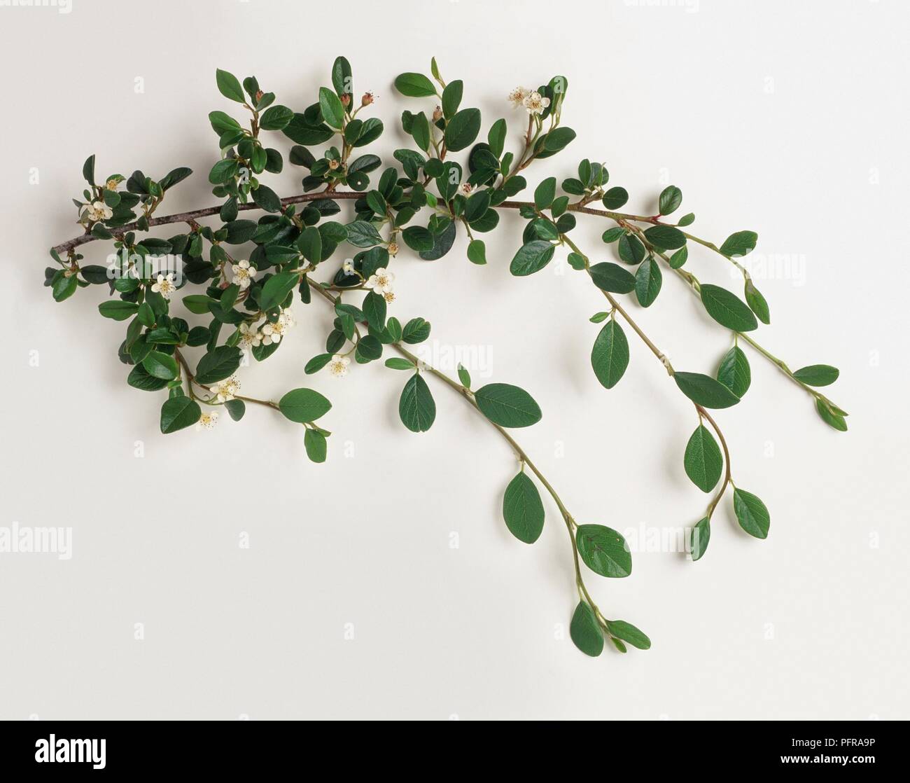 Trailing Stems High Resolution Stock Photography and Images - Alamy