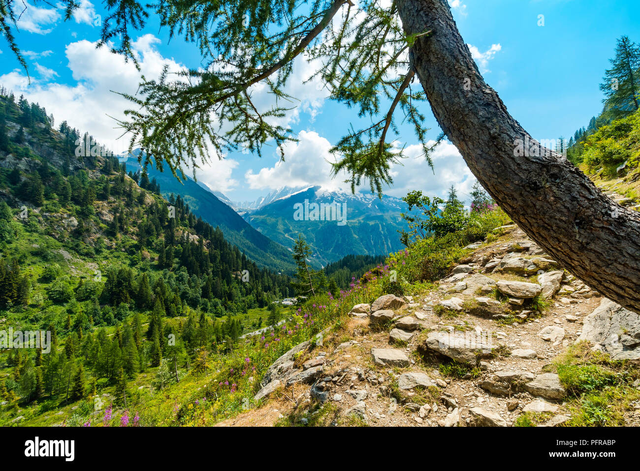Single growing trees on mountain hi-res stock photography and images ...
