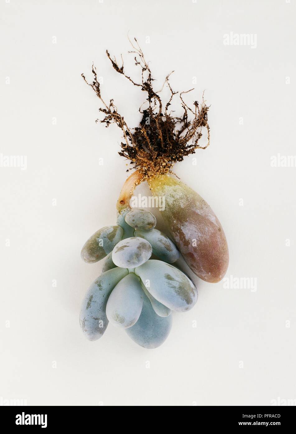 Attached to leaf hi-res stock photography and images - Alamy