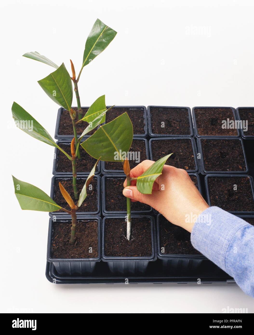 Magnolia series hi-res stock photography and images - Alamy