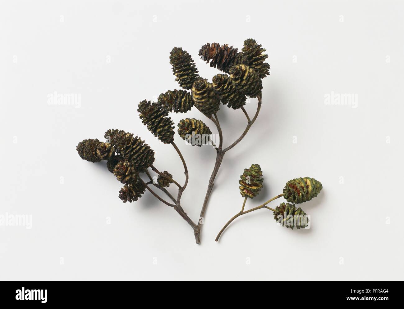 Alnus (Alder) cones and fruit on stem Stock Photo - Alamy