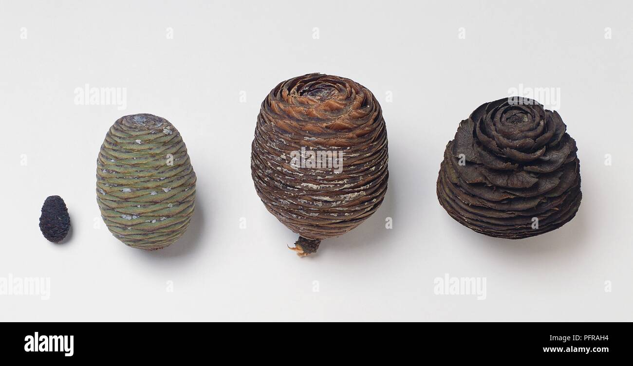 Cones cedrus hi-res stock photography and images - Alamy