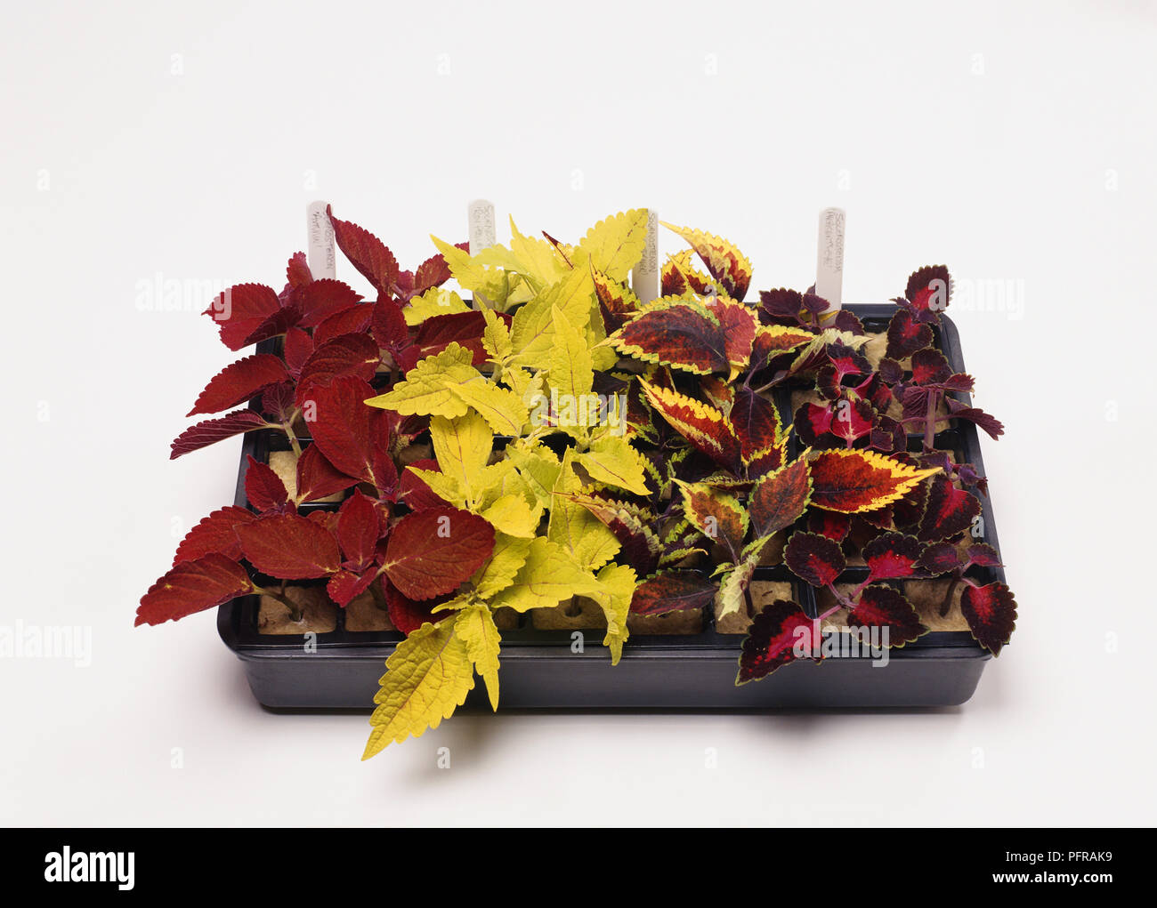 Various Solenostemon (Coleus) cuttings in module tray, that have ...