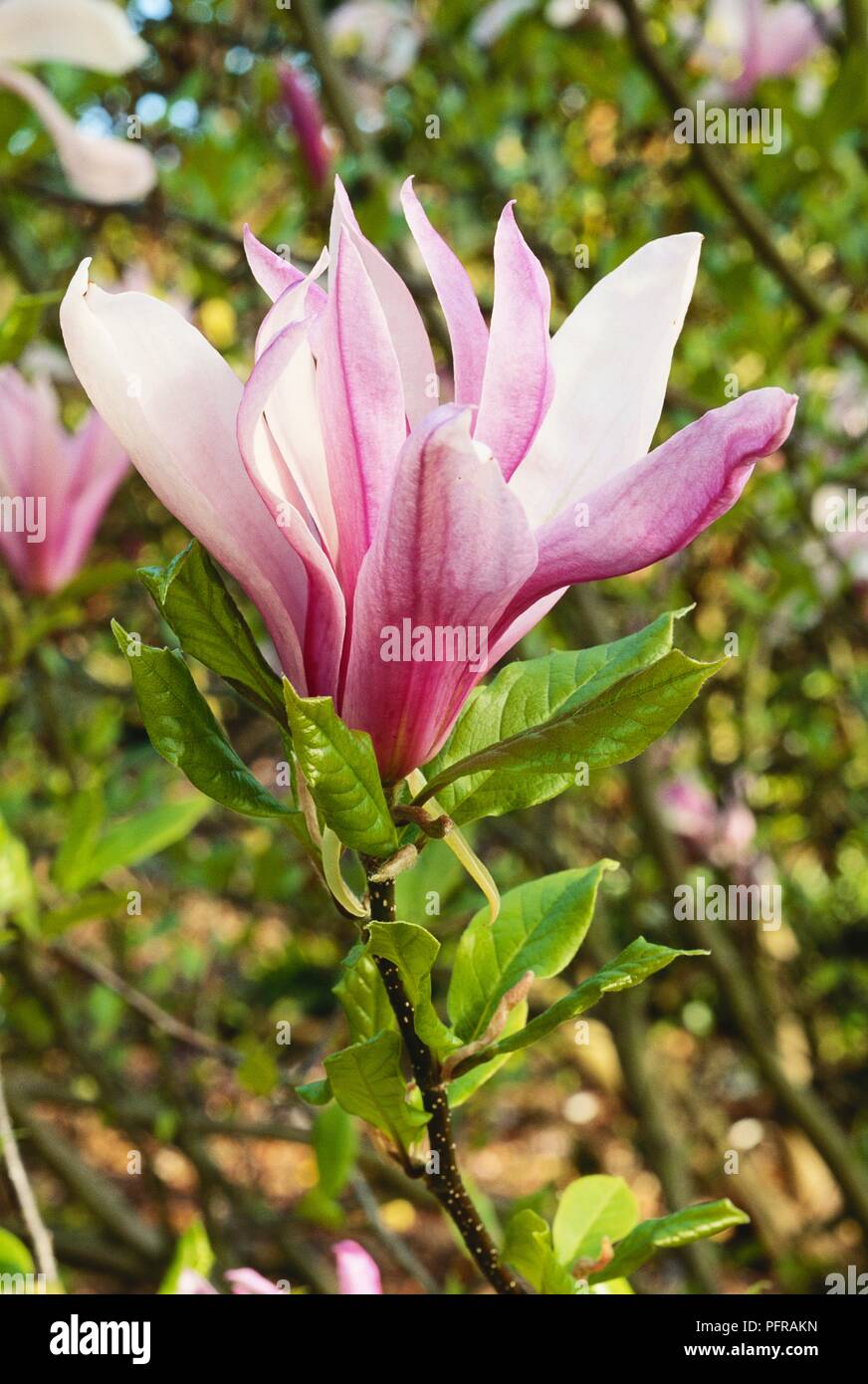 Magnolia flower leaves on hi-res stock photography and images - Alamy