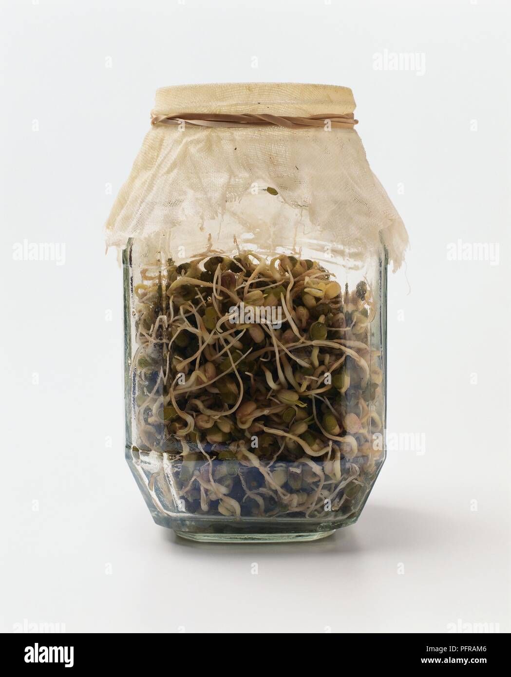 Muslin glass hi-res stock photography and images - Alamy