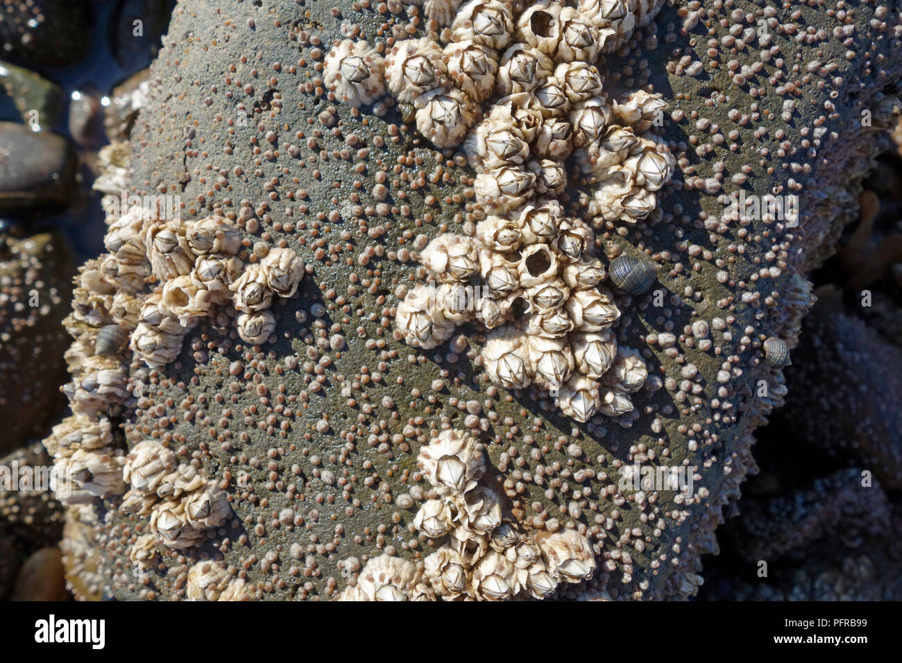 barnacles on a rock Stock Photo - Alamy