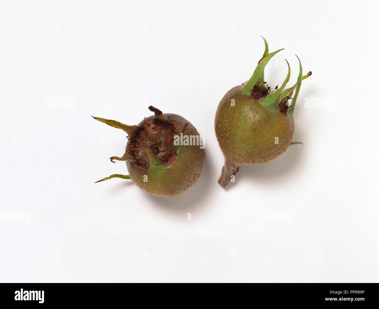 Mespilus germanica 'Nottingham' (Common Medlar), green fruit showing ...