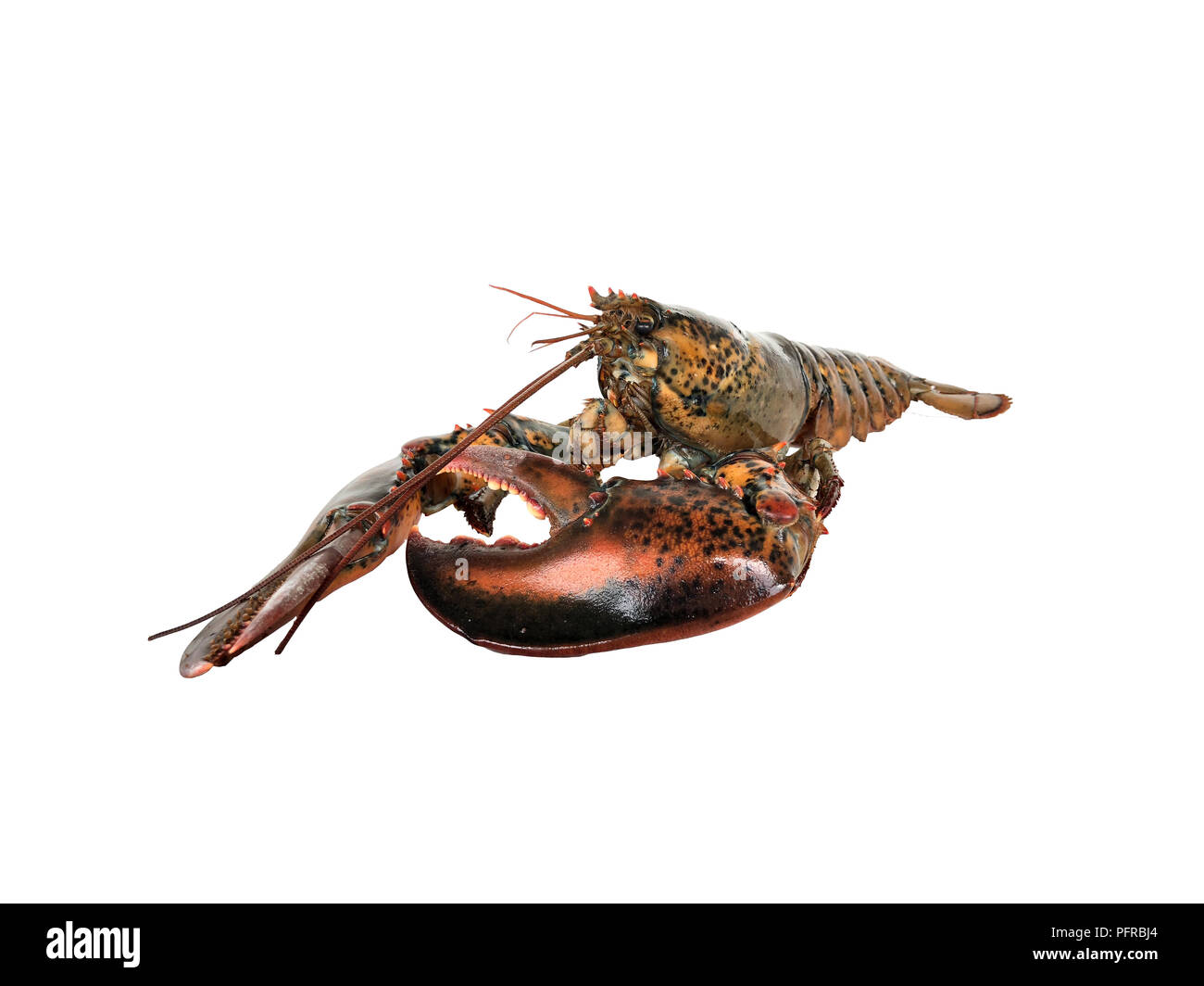 Fish eating insect meal hi-res stock photography and images - Alamy