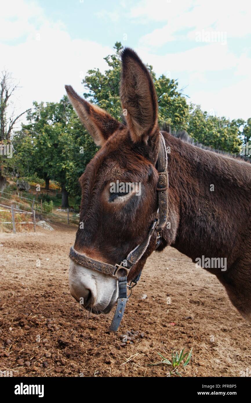 Donkey Head Profile
