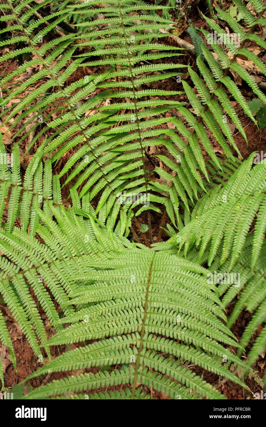 Fern fronds growing from centre of plant Stock Photo - Alamy