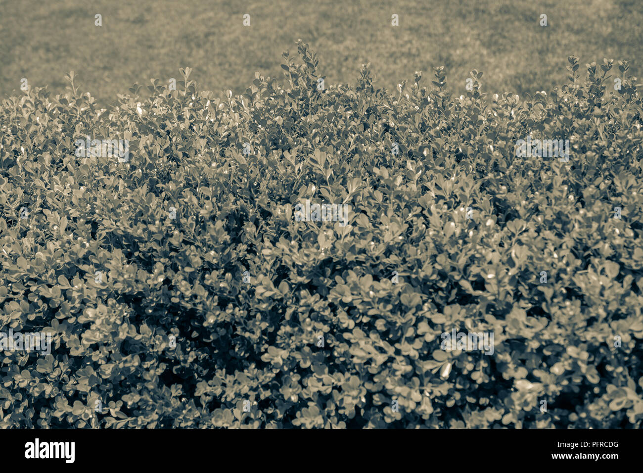 Green leaves as a nature background texture Stock Photo - Alamy