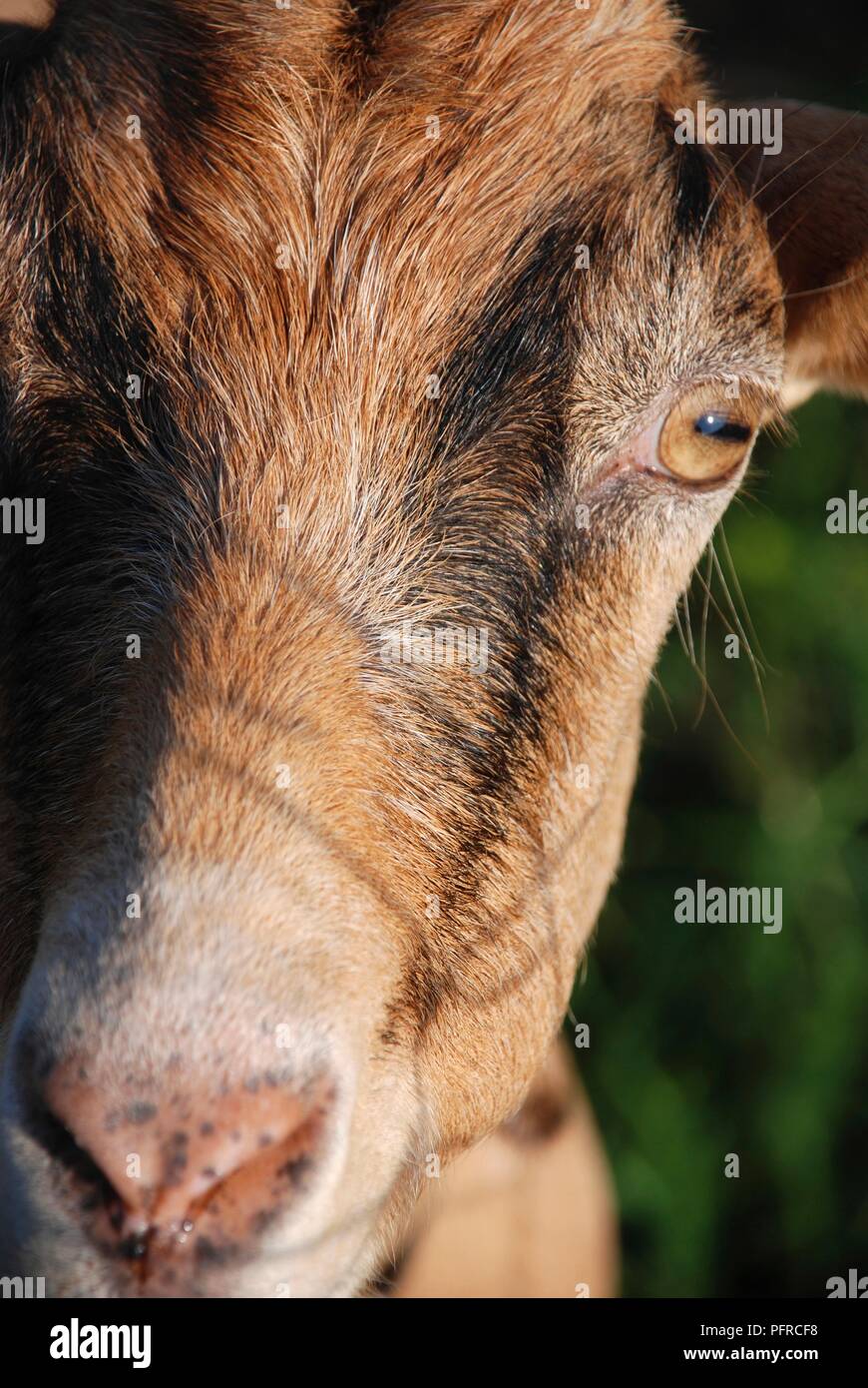 Lorraine goat hi-res stock photography and images - Alamy