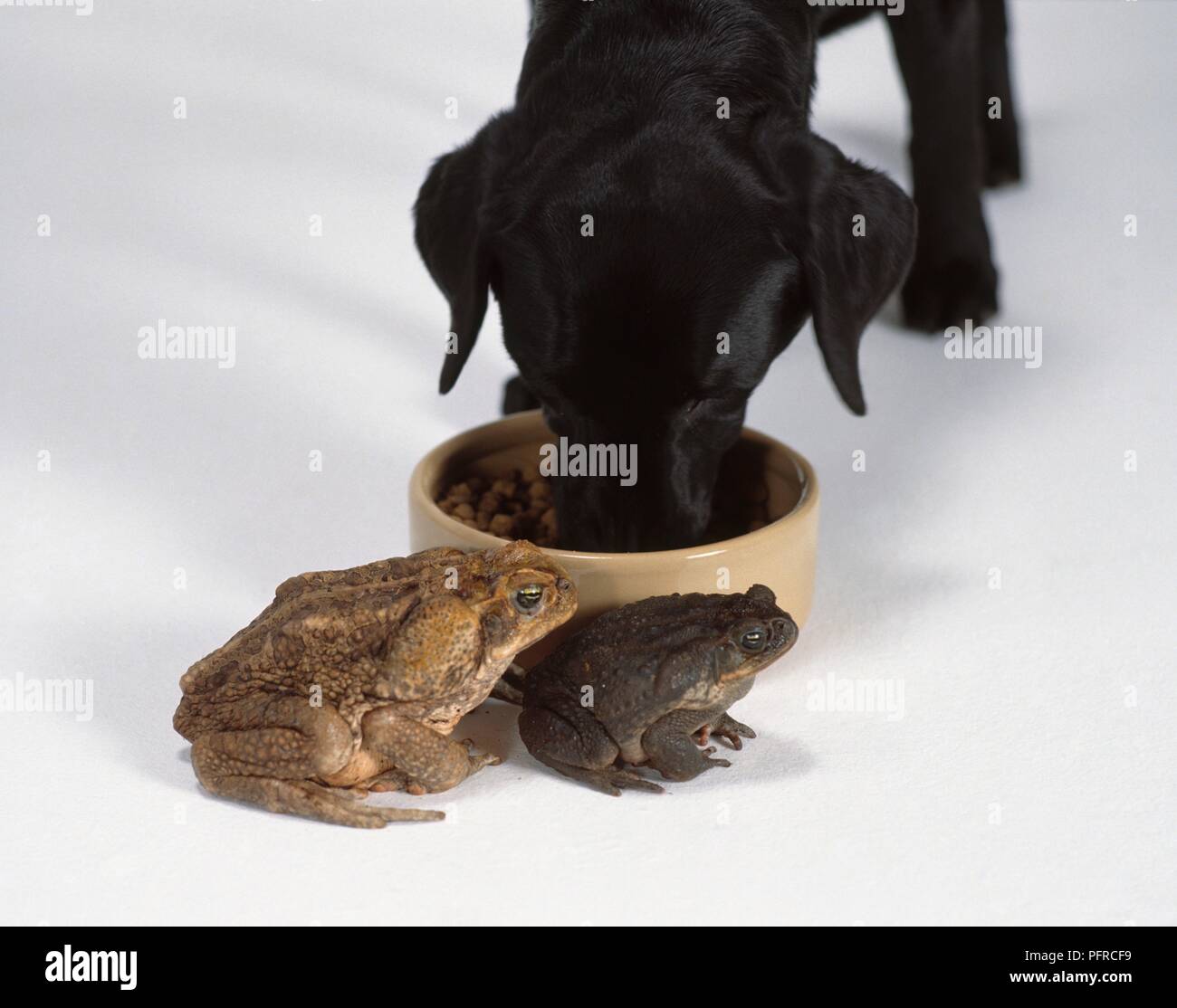 Two frogs sitting next to dog bowl with dog eating from the bowl Stock ...
