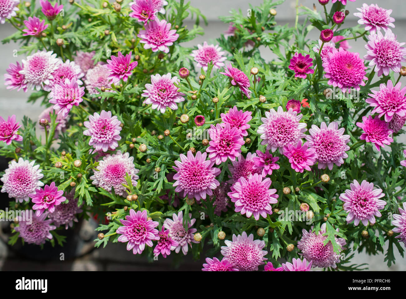 Blooming beautiful colorful fresh natural flowers in view Stock Photo ...