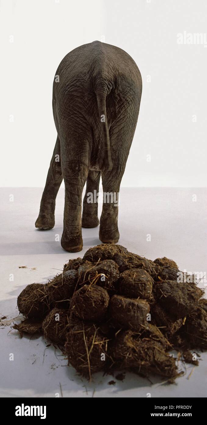 Elephant faeces hi-res stock photography and images - Alamy