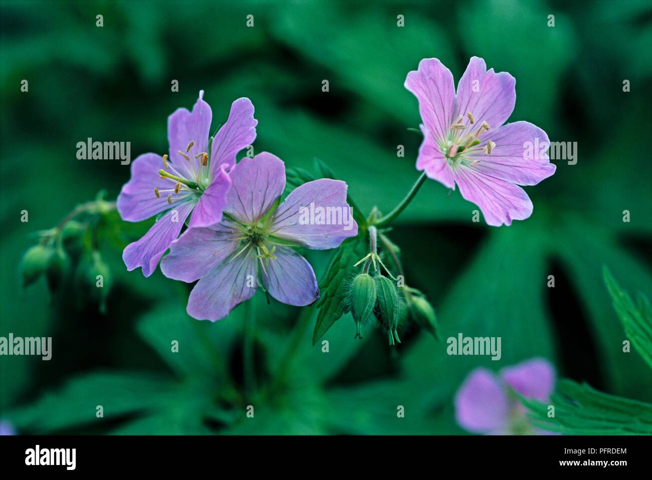 Geranium maculatum (Spotted cranesbill, Wild cranesbill) showing purple ...