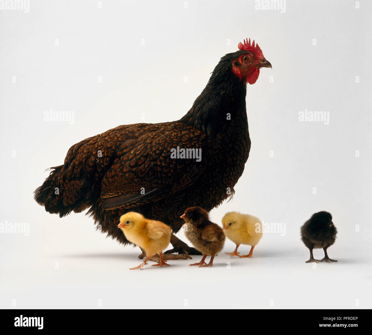 Hen with four hi-res stock photography and images - Alamy