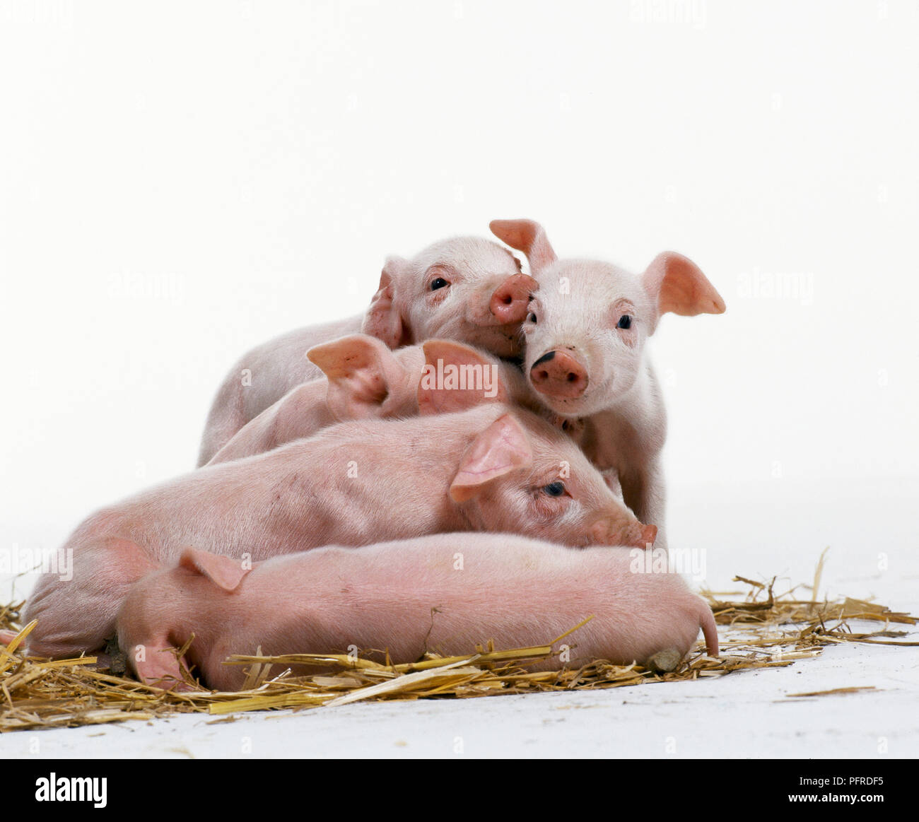 Five pink piglets standing and sleeping on straw Stock Photo - Alamy