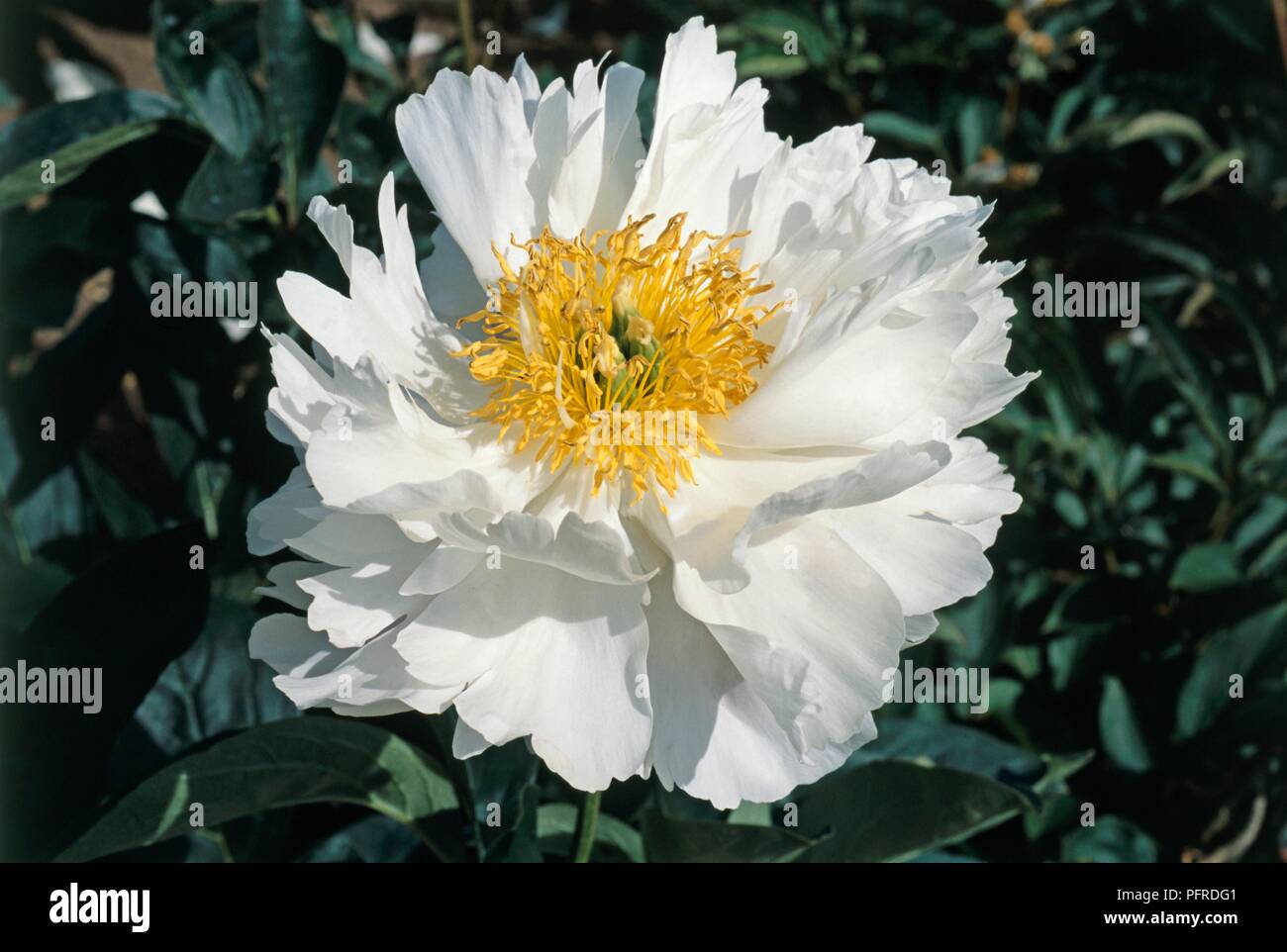 Paeonia botany hi-res stock photography and images - Alamy