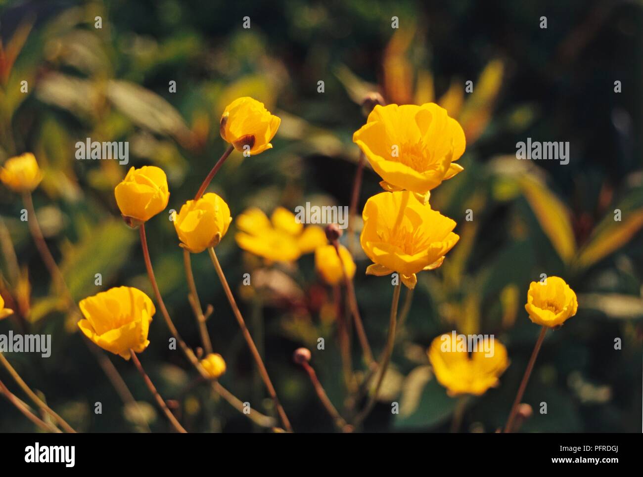 Ranunculus gramineus hi-res stock photography and images - Alamy