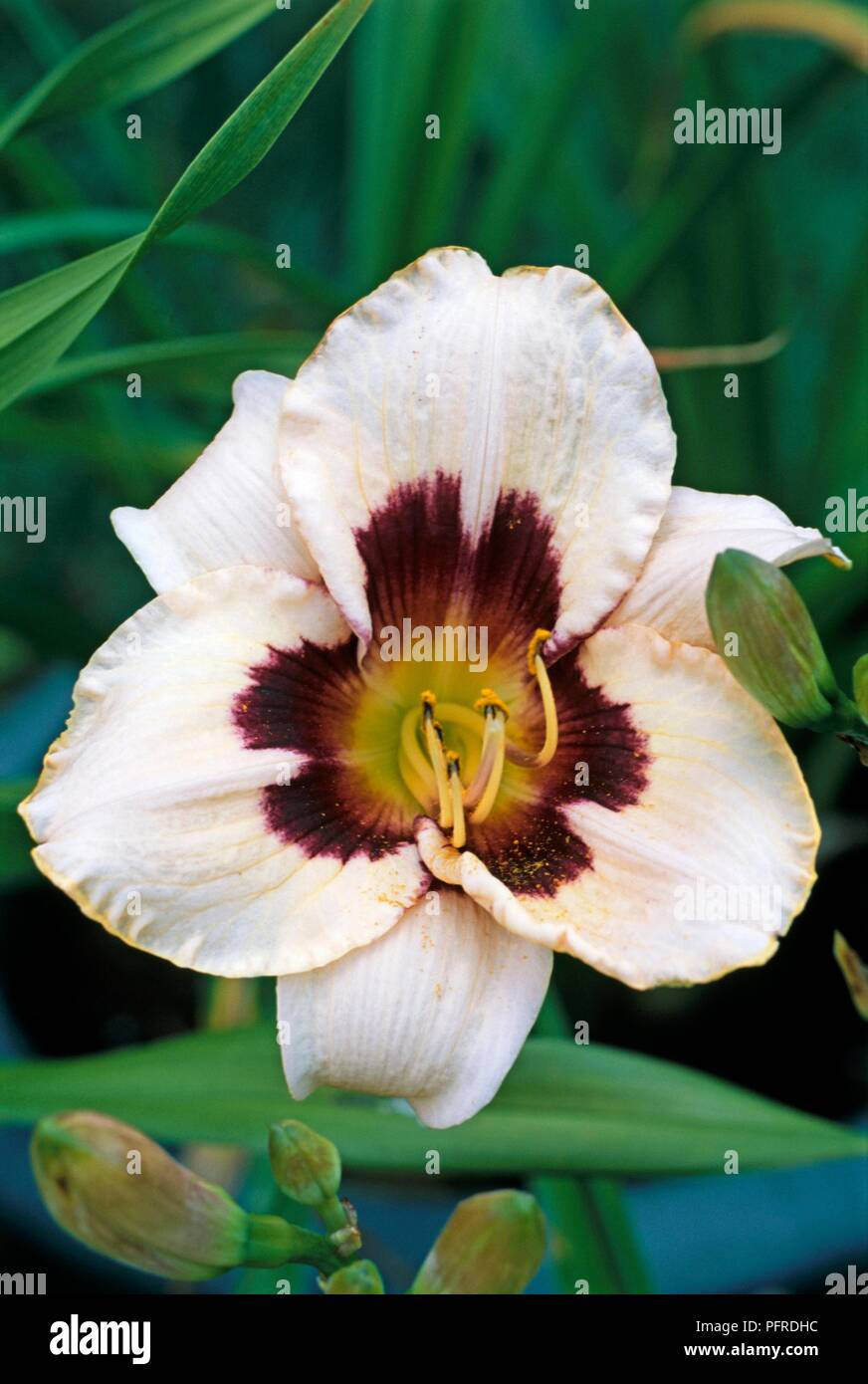 Hemerocallis 'Moonlit Masquerade', close-up on flower head Stock Photo ...