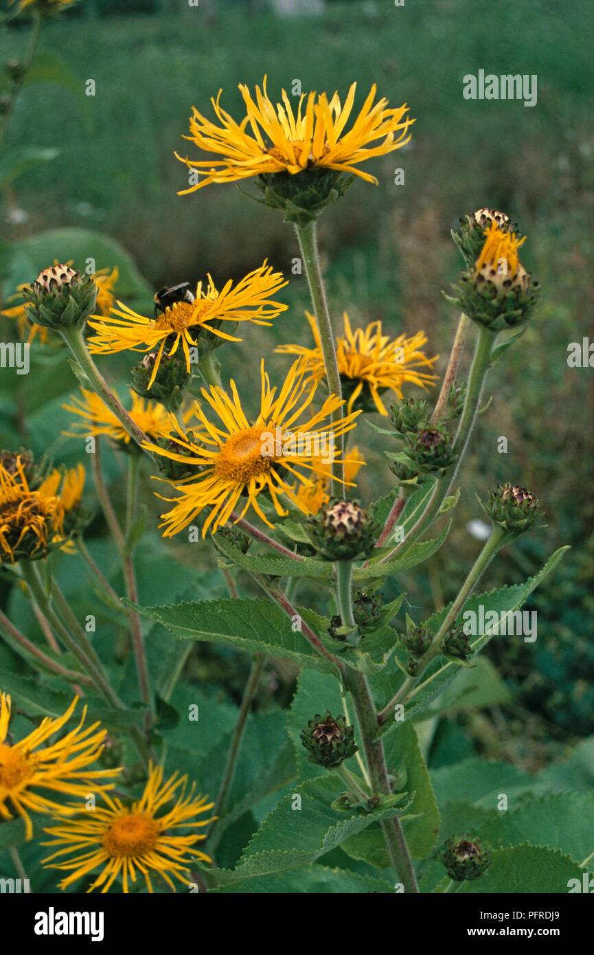 Elecampane flower inula helenium hi-res stock photography and images ...