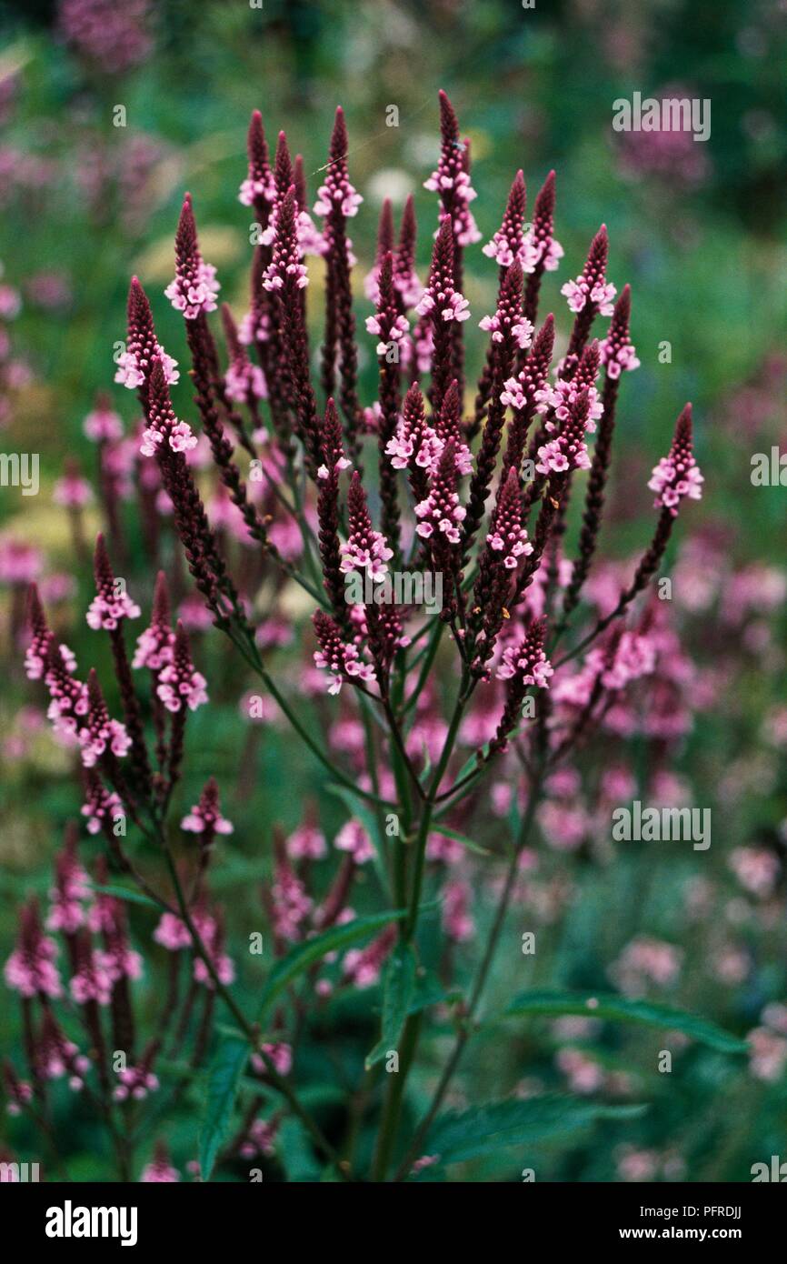 Verbena hastata f. rosea, cultivar with pink flower spikes Stock Photo ...