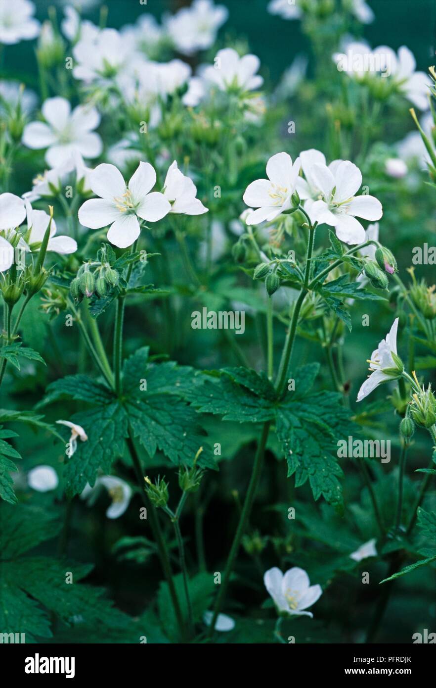 Geranium sylvaticum 'Album' (Wood cranesbill) showing white flowers ...