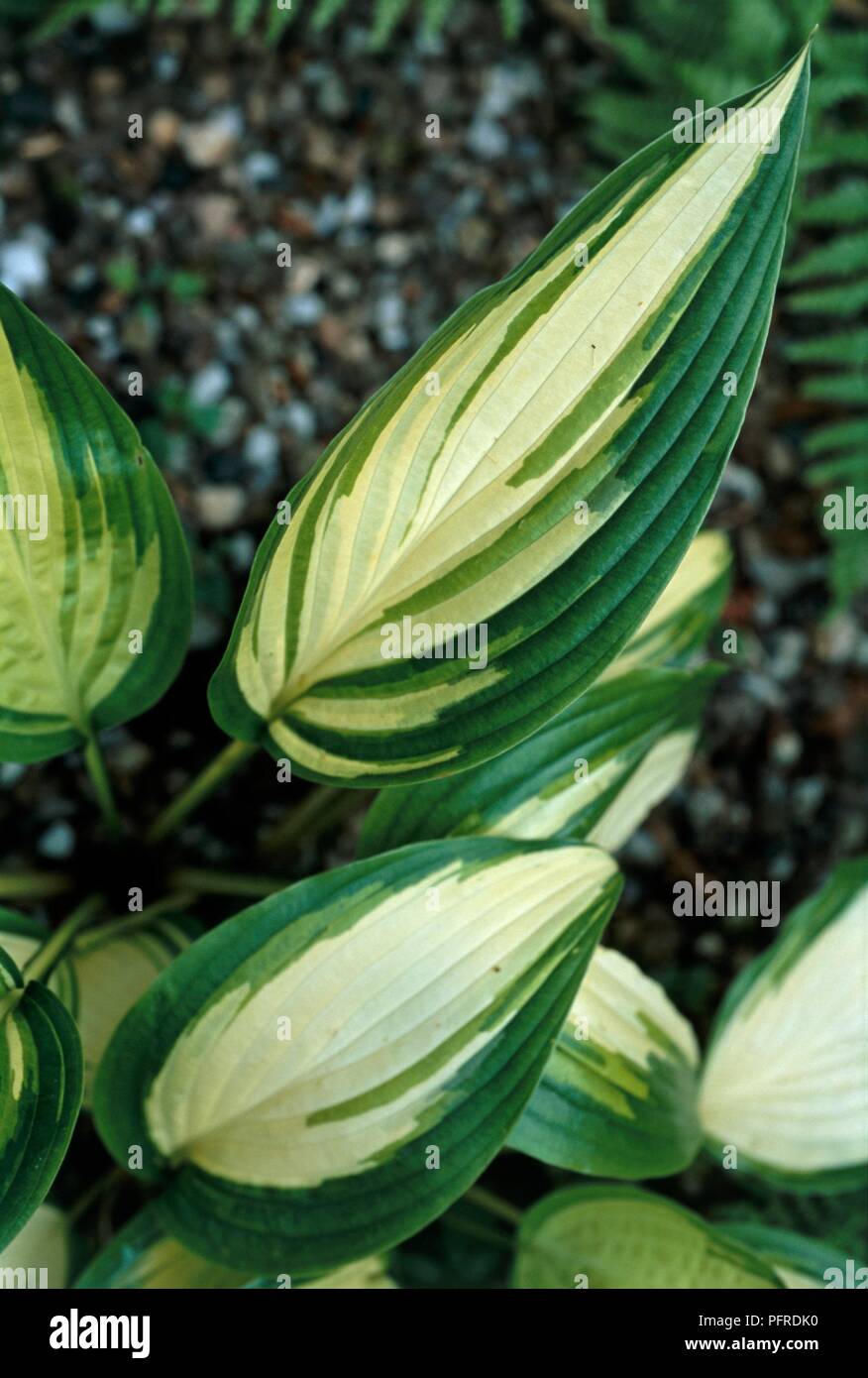 Hosta 'Sea Thunder', variegated leaves, close-up Stock Photo - Alamy