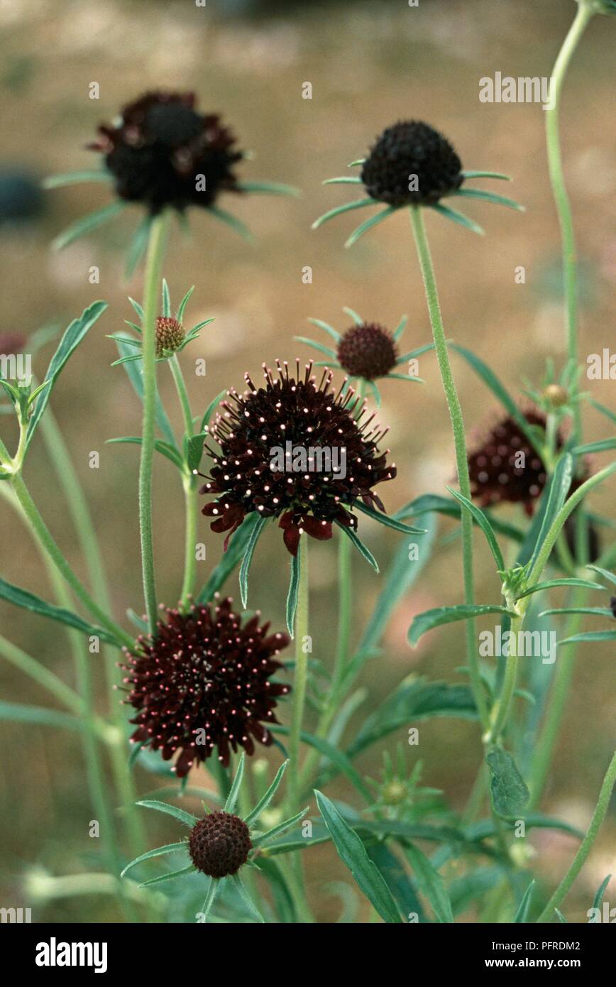 Scabiosa 'Chile Black' (Scabious, Pincushion flower), leaves and dark ...