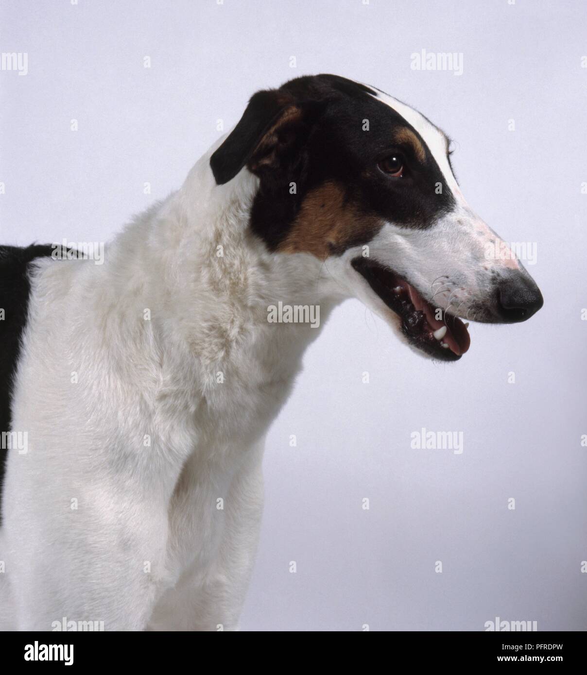 Close up greyhound dog hi-res stock photography and images - Alamy