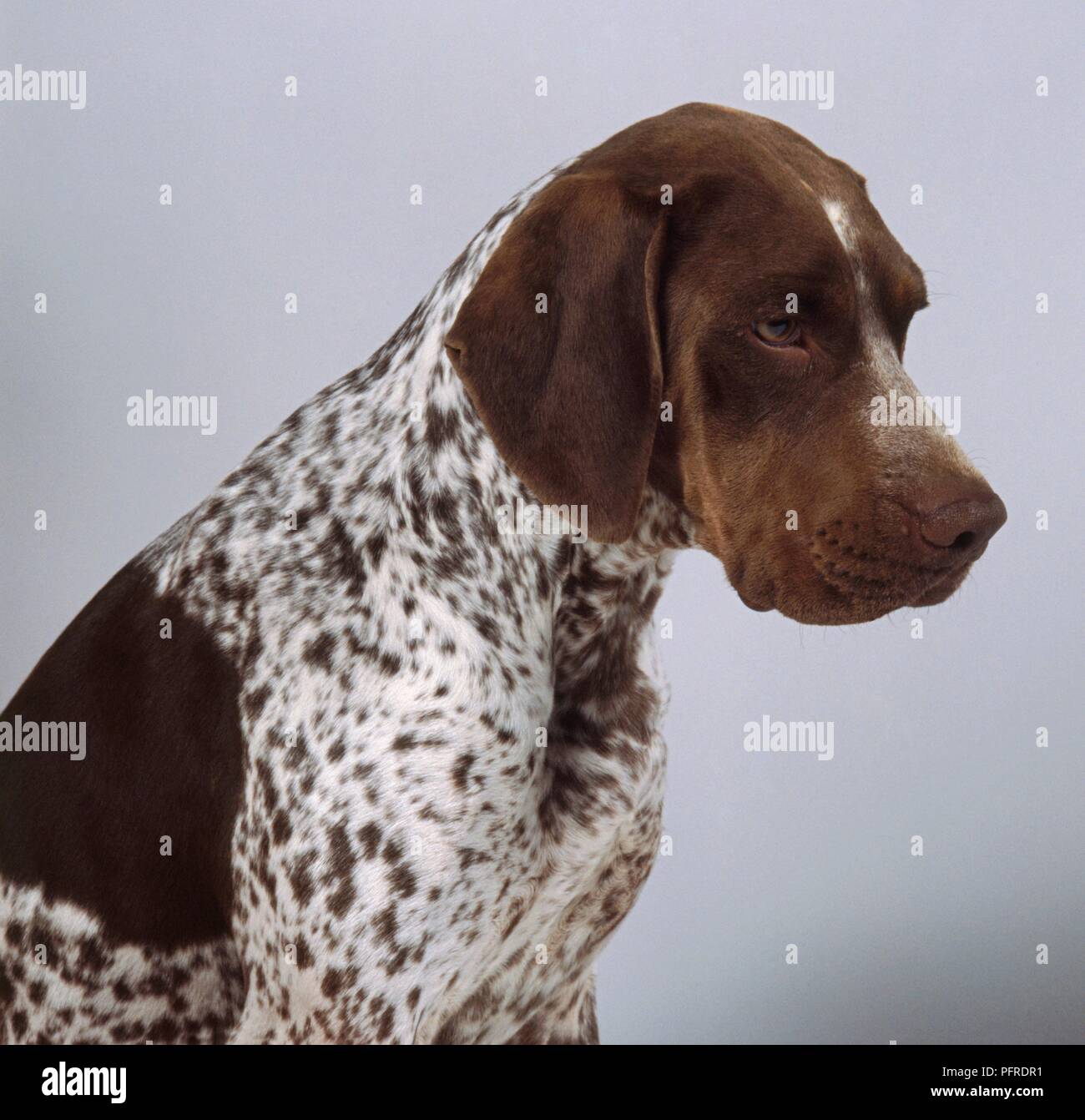 Speckled pointer hi-res stock photography and images - Alamy