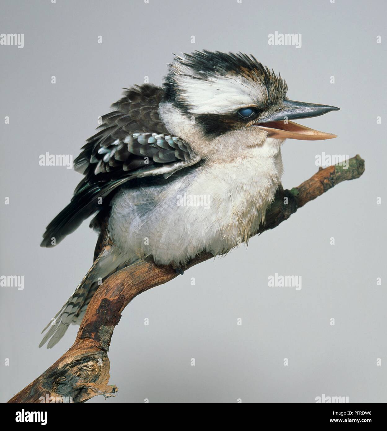 Vertical dacelo novaeguineae hi-res stock photography and images - Alamy