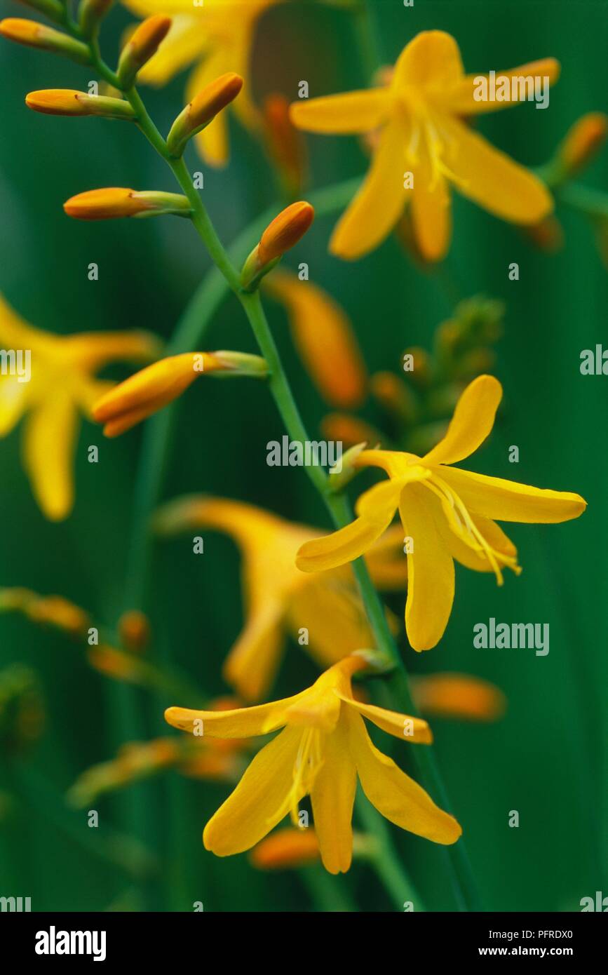 Crocosmia 'George Davison' (Monbretia) with yellow star-shaped flowers ...