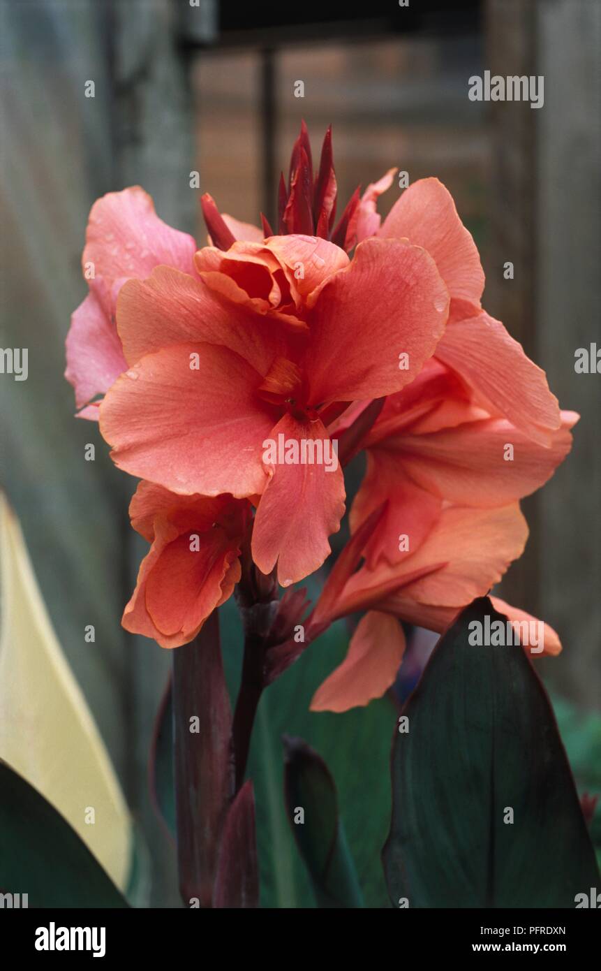 Dark red edge hi-res stock photography and images - Alamy