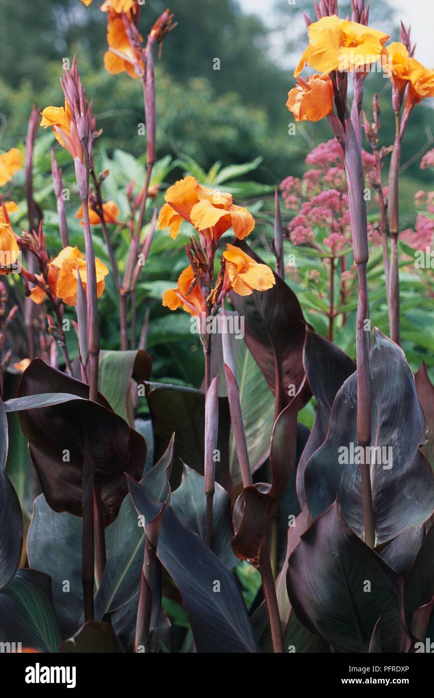 Canna 'Wyoming' (Canna lily) with orange flowers and buds on tall ...
