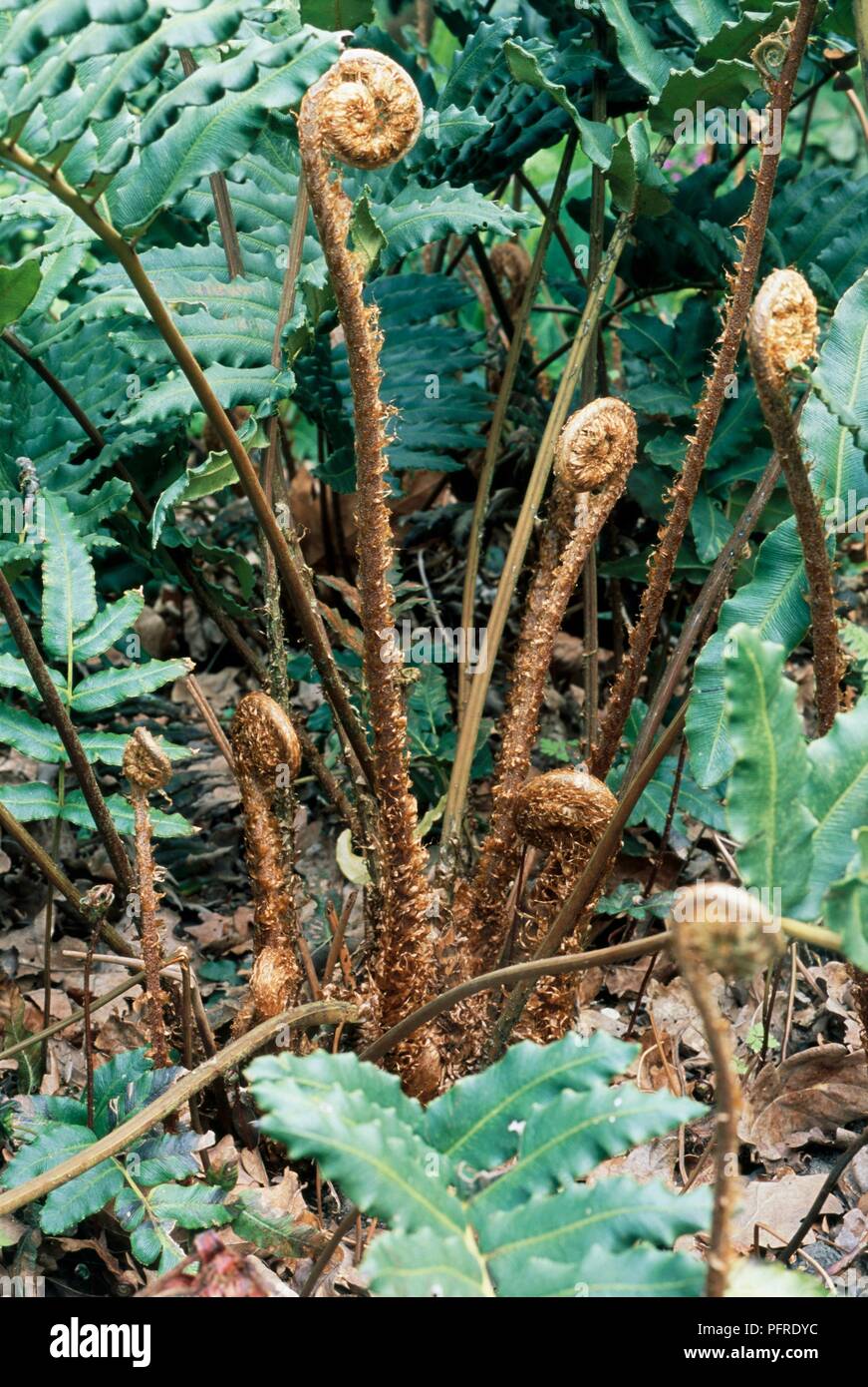 Scaly flower hi-res stock photography and images - Alamy