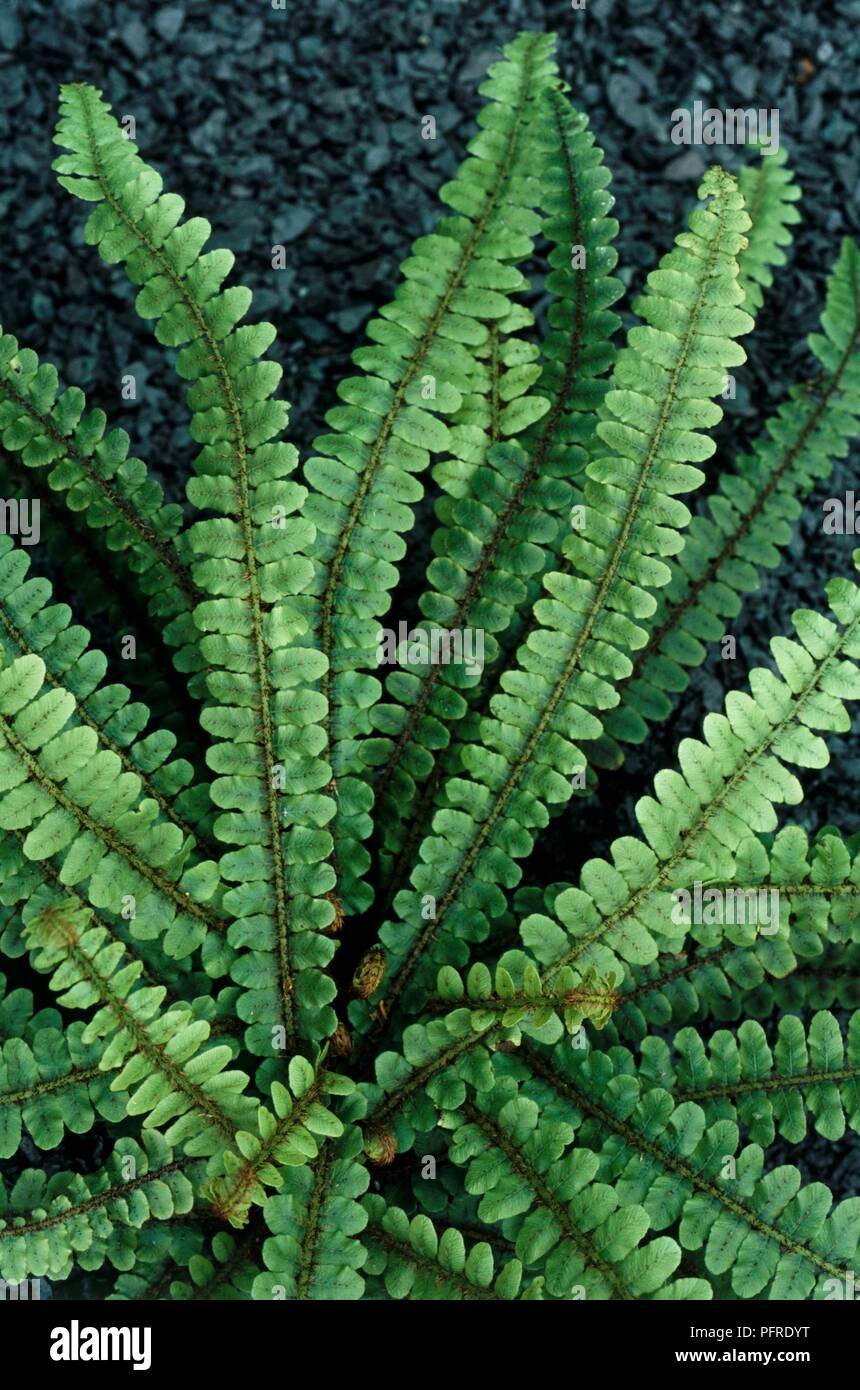 Blechnum fluviatile with long, narrow green fronds emerging from centre ...