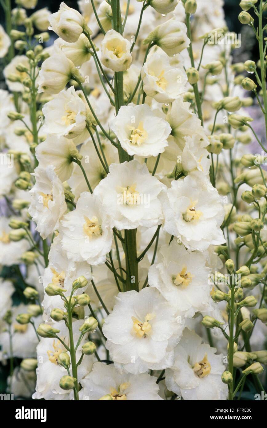 Delphinium 'Sunkissed' with white flowers, creamy-yellow at centre, and ...