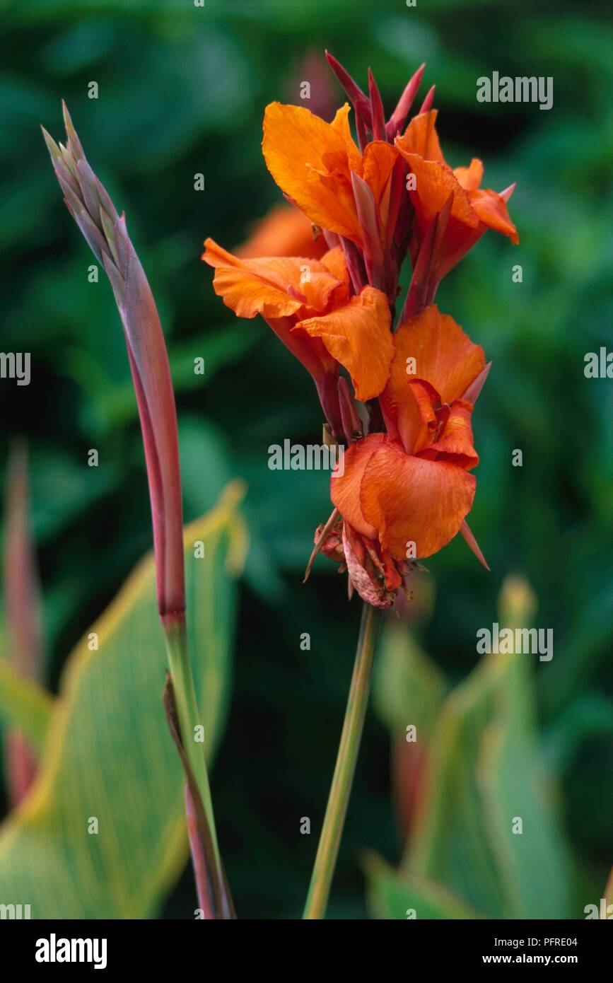 Canna striata hi-res stock photography and images - Alamy